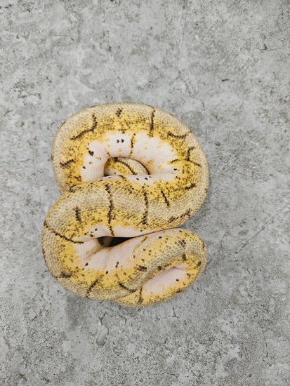 Spinner Blast OD Ball Python by Gethissed