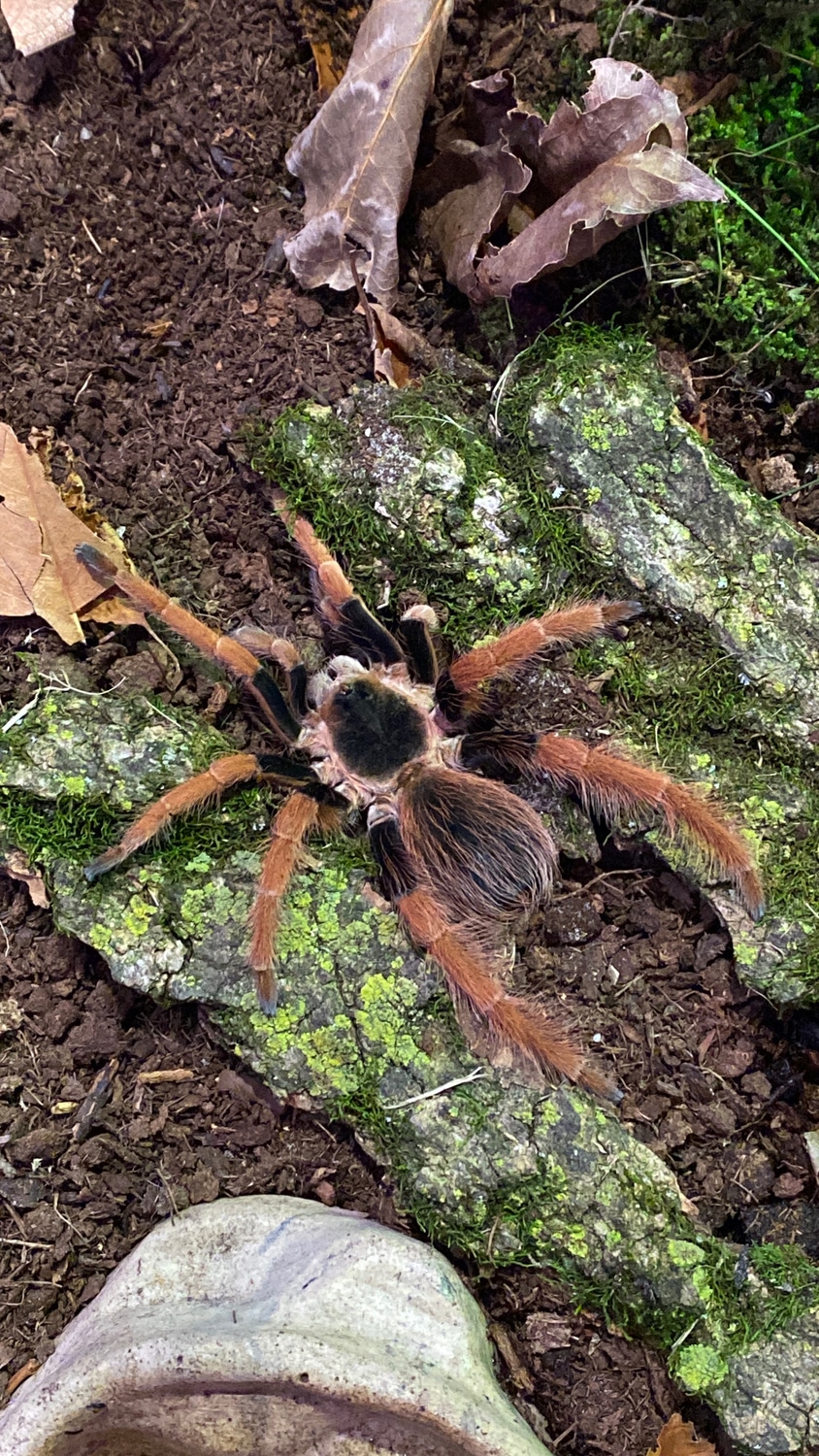 M Robustum/ Columbian Giant Red Leg Tarantula by Webbed Up Exotics ...
