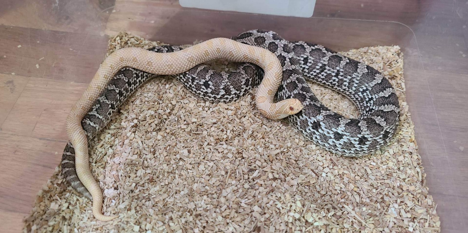 Albino Het Snow (Axanthic) Conda Western Hognose by Cincinnati Captive ...