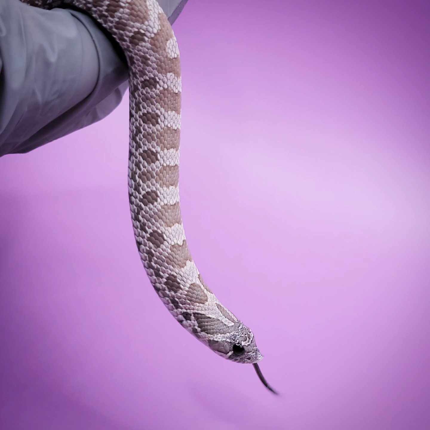 Lavender 66% Het Axanthic 66% Albino Pos Het Evans Hypo Western Hognose ...