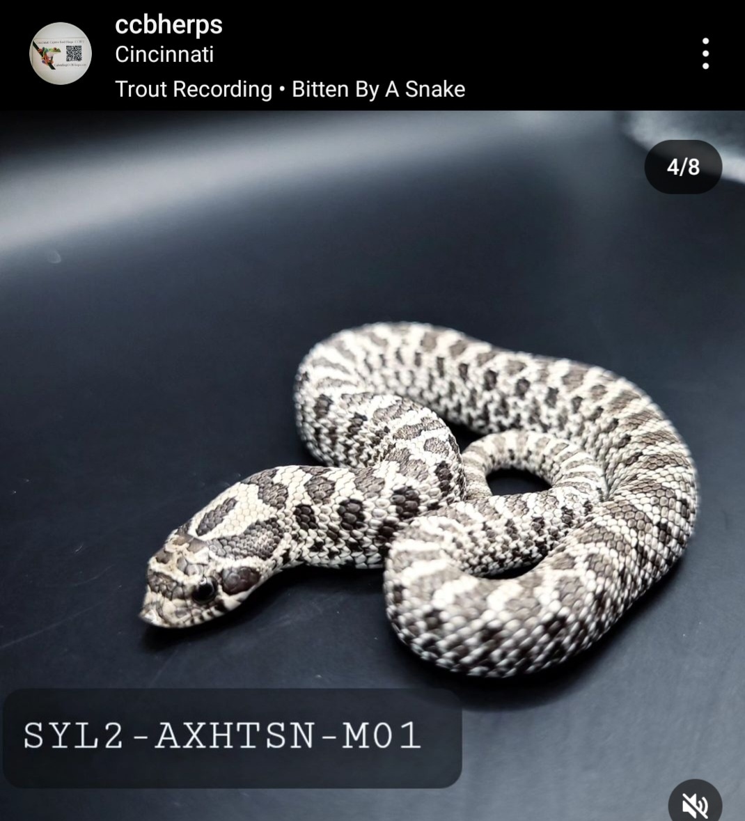 Axanthic 100% Het Albino (Het Snow) Western Hognose by Cincinnati ...