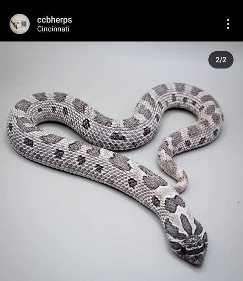 *Very Unique Pattern!* Axanthic Conda Het Albino 50% PPA Western ...