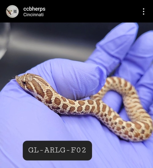 Lemon Ghost Arctic (66 Het Albino)(F) Western Hognose by Cincinnati ...