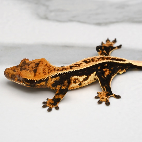 Shipping Included - Kryptiles Production Crested Gecko Tri Color ...