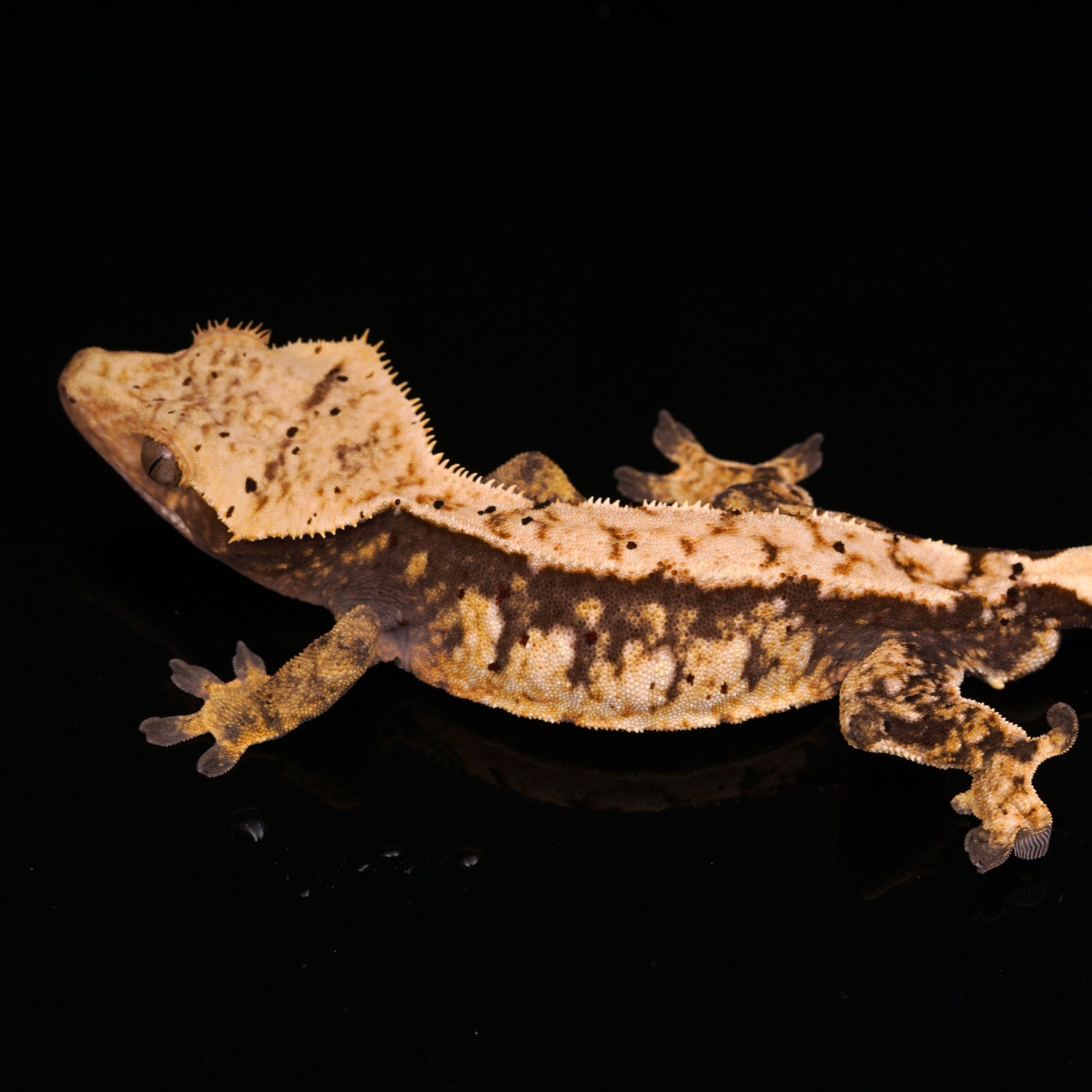 Harlequin Crested Gecko by Crestology Geckos - MorphMarket