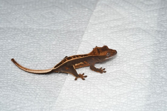 Pinstripe Empty Back - PV Crested Gecko by Crestology Geckos
