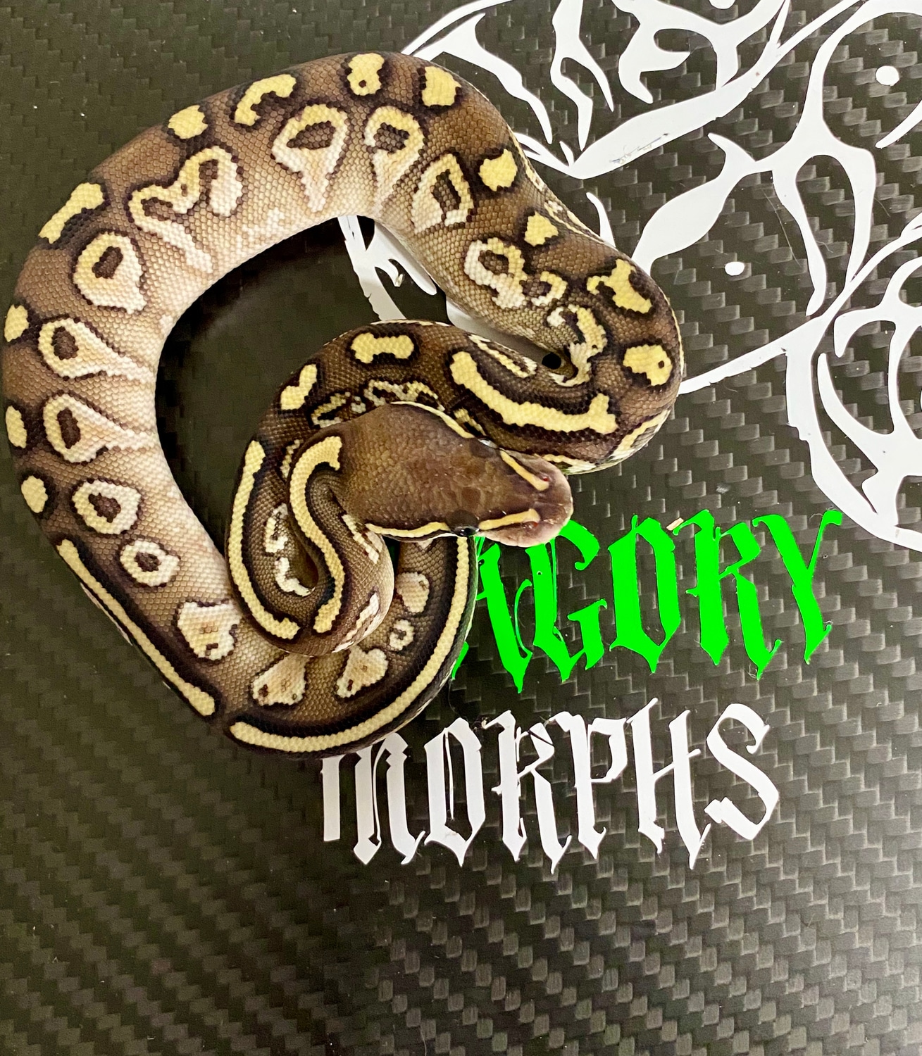 Black Pastel Lesser Trick Ball Python by Alagory Morphs - MorphMarket