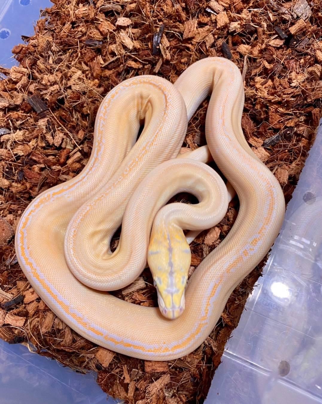 Lavender Tiger Goldenchild Reticulated Python by Alagory Morphs ...