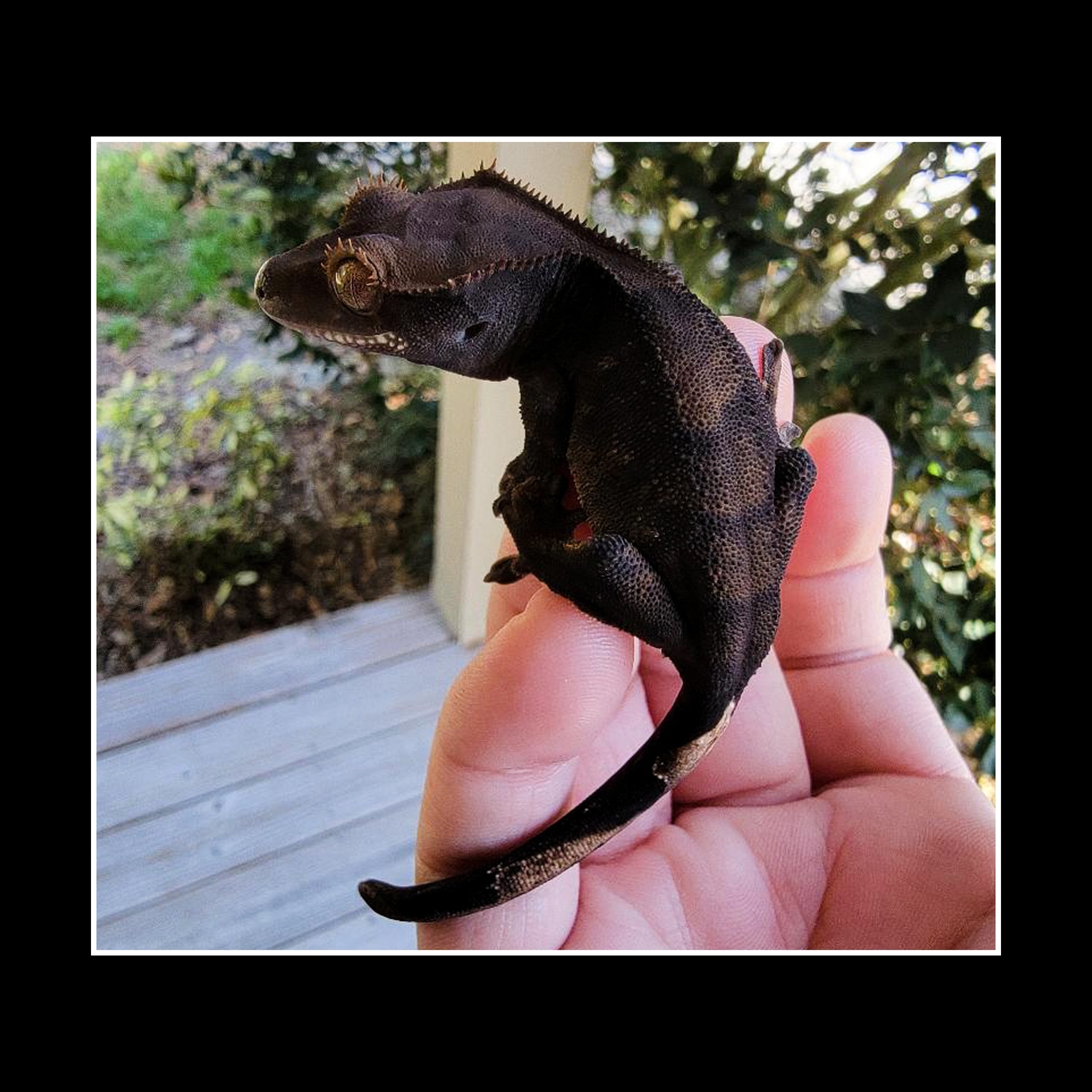 Super Dark Phantom Crested Gecko by Ghastly Geckos - MorphMarket