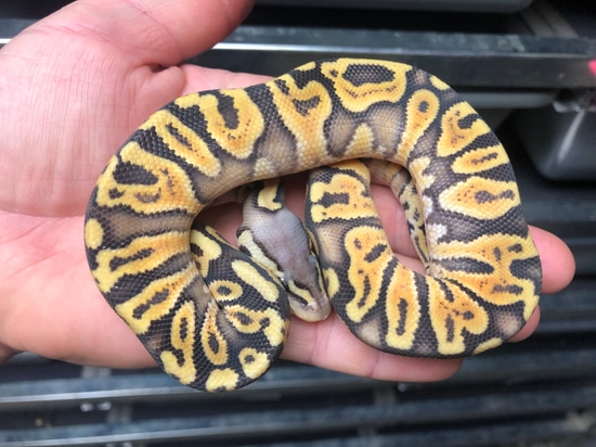 Super Pastel GHI DH Hypo Pied Ball Python by Heckbert Reptiles