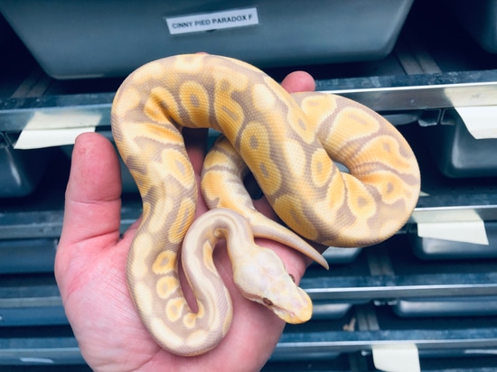 Pastel Toffee 66% Het Clown Ball Python by Heckbert Reptiles