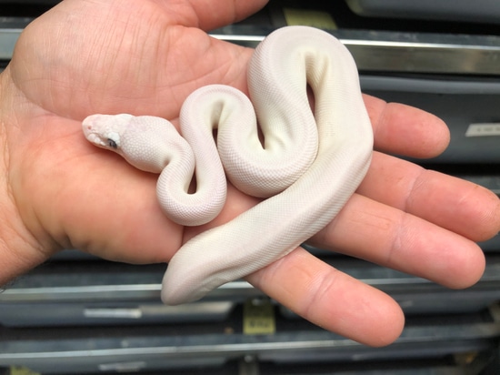 Blue Eyed Lucy Het Hypo Or Hypo Poss Pastel Spider Leopard GHI Ball ...