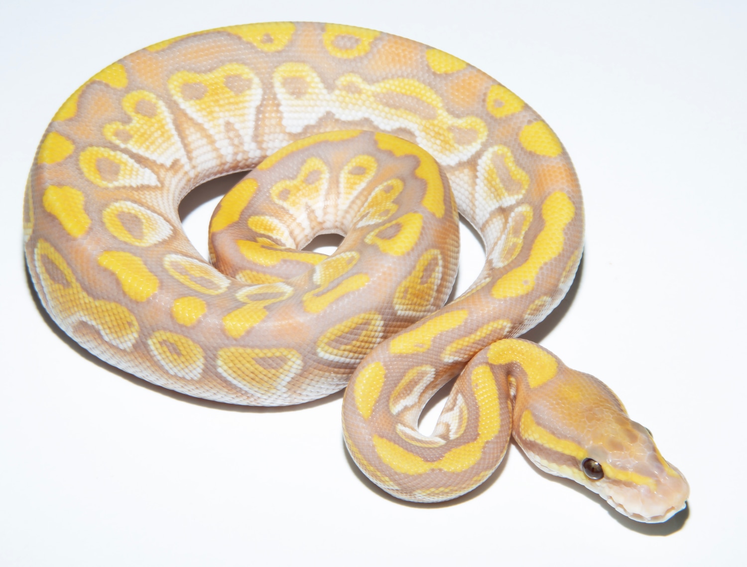 Female Lesser Ultramel $500.00 Ball Python by GHI Reptiles - MorphMarket