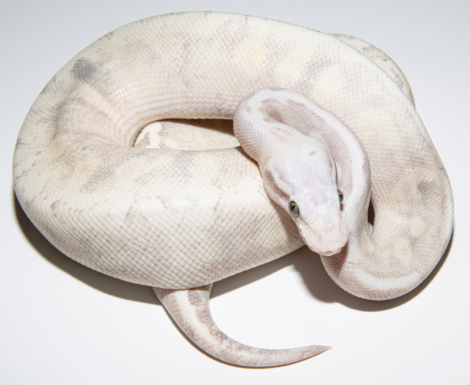 2018 Female Super Pastel Lemonback Super GHI Or Pastel HRA GHI X Pastel ...