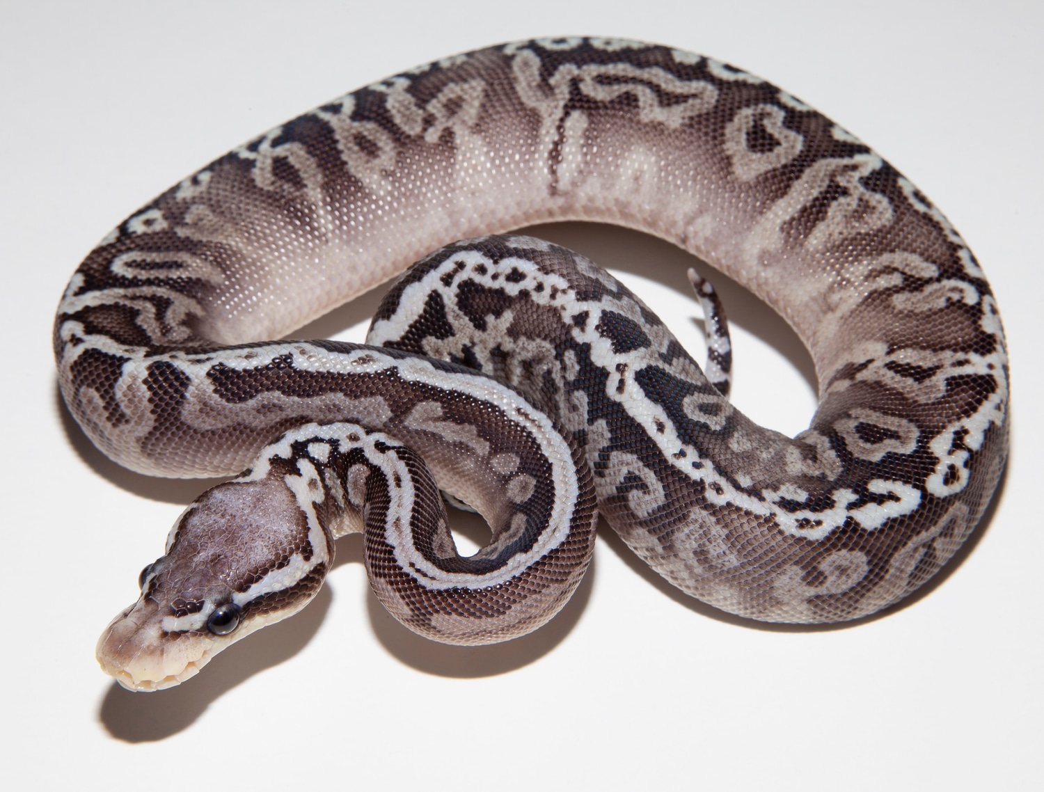 2019 Female Pastel Het Red Axanthic GHI X Red Axanthic GHI $550.00 Ball ...
