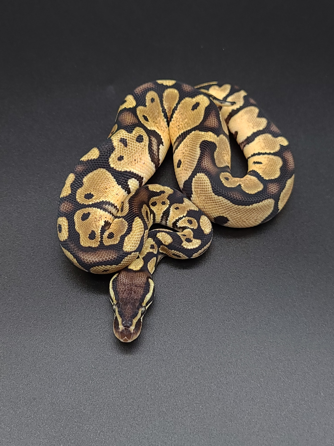 2022 Pastel Het Vpi Axanthic 50% Pos Het Puzzle Ball Python by Dank ...