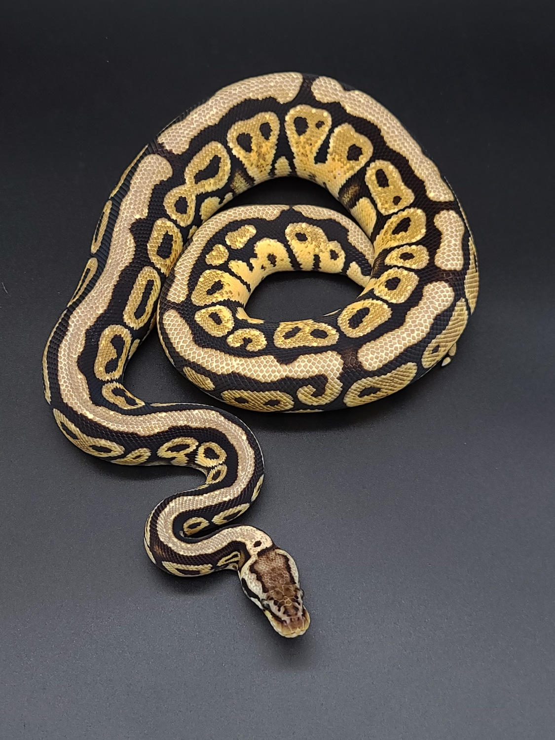 Pastel Spotnose 66% Het Puzzle Ball Python by Dank Reptiles - MorphMarket