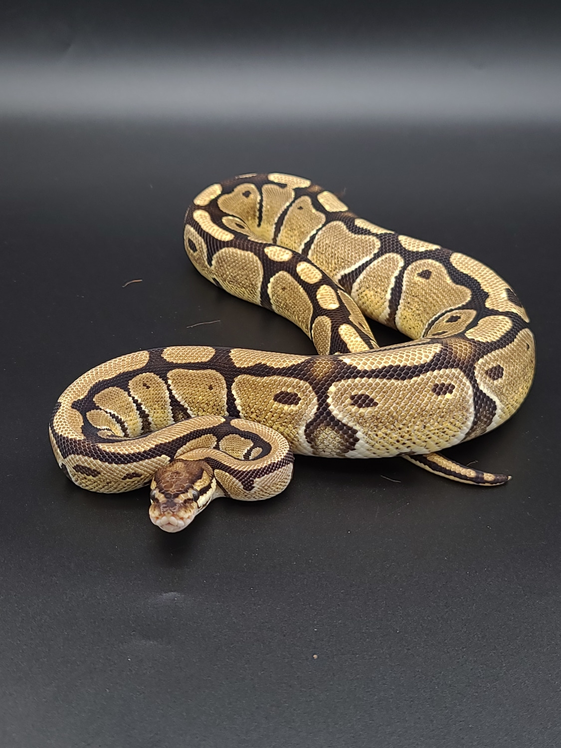 Vanilla Het Puzzle Ball Python by Dank Reptiles - MorphMarket