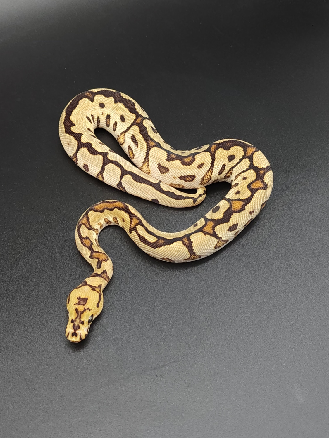 Disco/Vanilla Spotnose Redstripe Clown Ball Python by Dank Reptiles ...