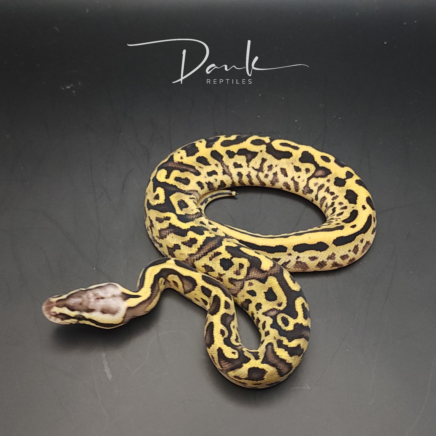 Pastel Vanilla Leopard Tango Ball Python by Dank Reptiles - MorphMarket