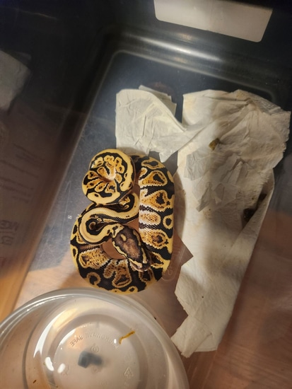 Ghi Spot Nose Od Ball Python by Ghost423