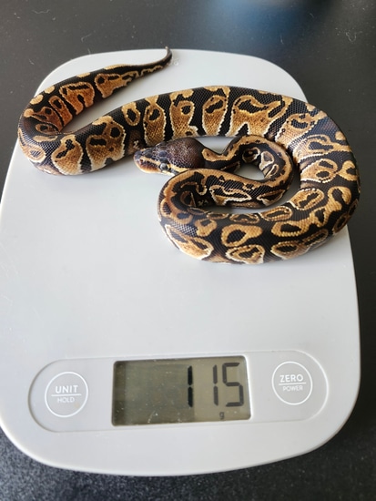Trick Het Orange Crush Ball Python by Genetic Gains