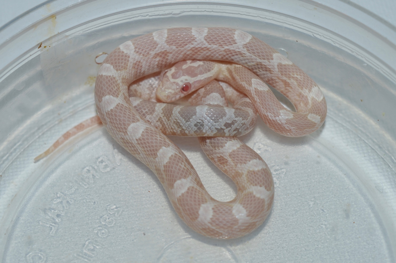 Snow 50% Het Caramel 50% Het Lavender Corn Snake by Ghost House Corn ...