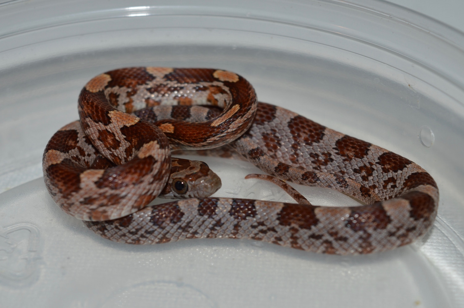 GHC19301 Het Terrazzo Corn Snake by Ghost House Corn Snakes - MorphMarket