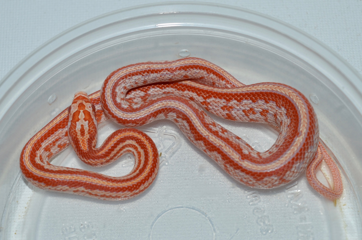 GHC19407 Amel Tessera 66% Poss Het Caramel Corn Snake by Ghost House ...
