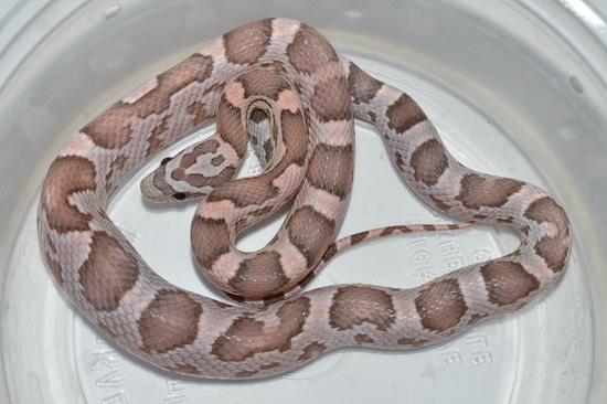 Heliconia X Frosted Coral Ghost Corn Snake GHC24101 by Ghost House Corn ...