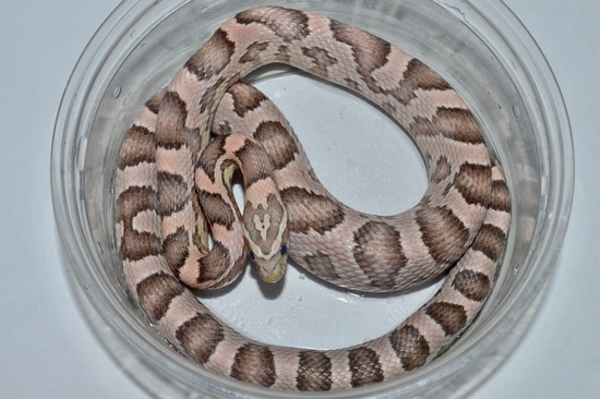 Heliconia X Frosted Coral Ghost Corn Snake by Ghost House Corn Snakes
