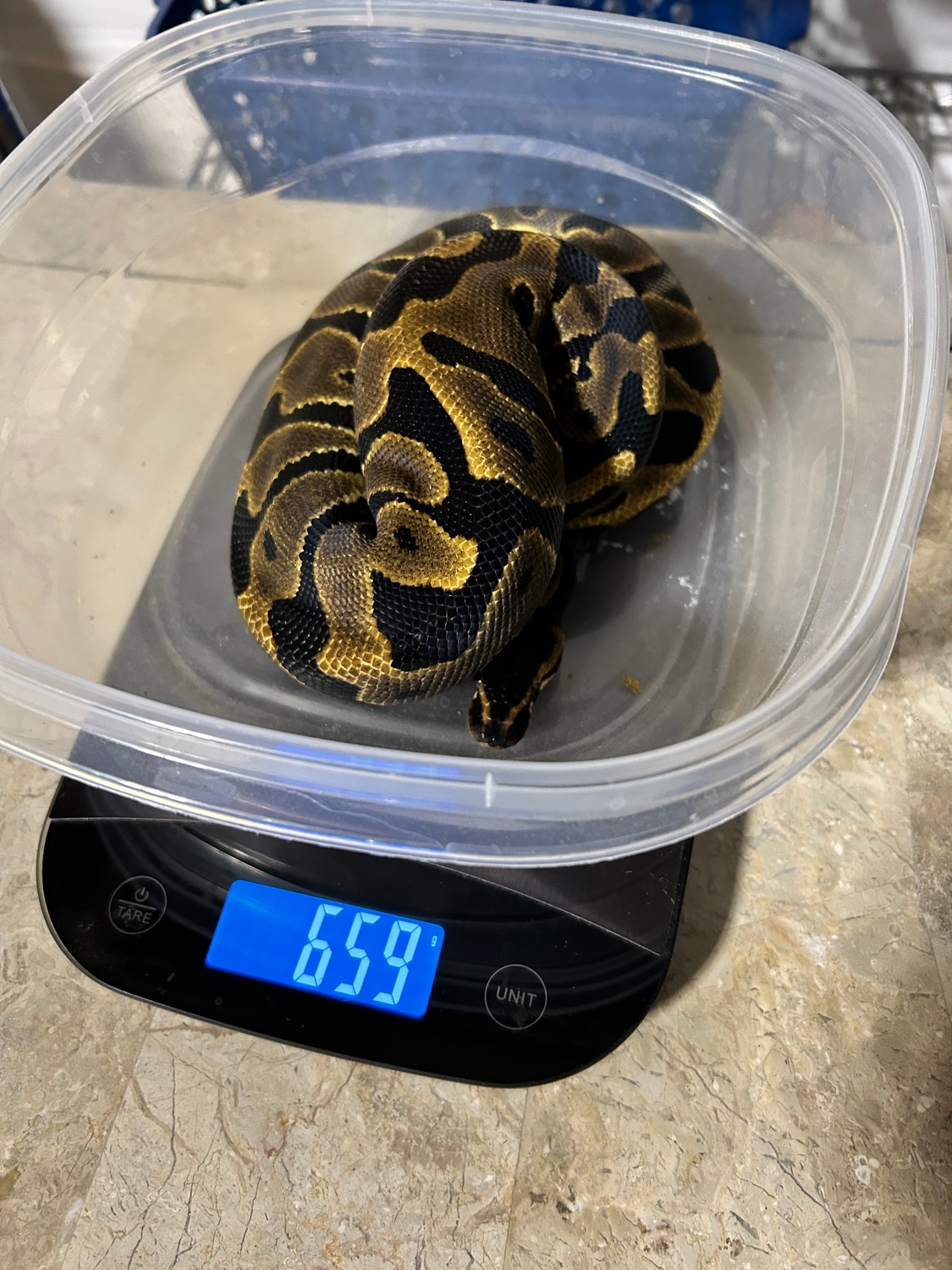 Leopard Ball Python by GhostKnife Ball Pythons - MorphMarket