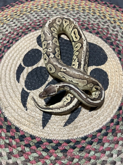Pewter DH Pied/Hypo Ball Python by GhostKnife Ball Pythons