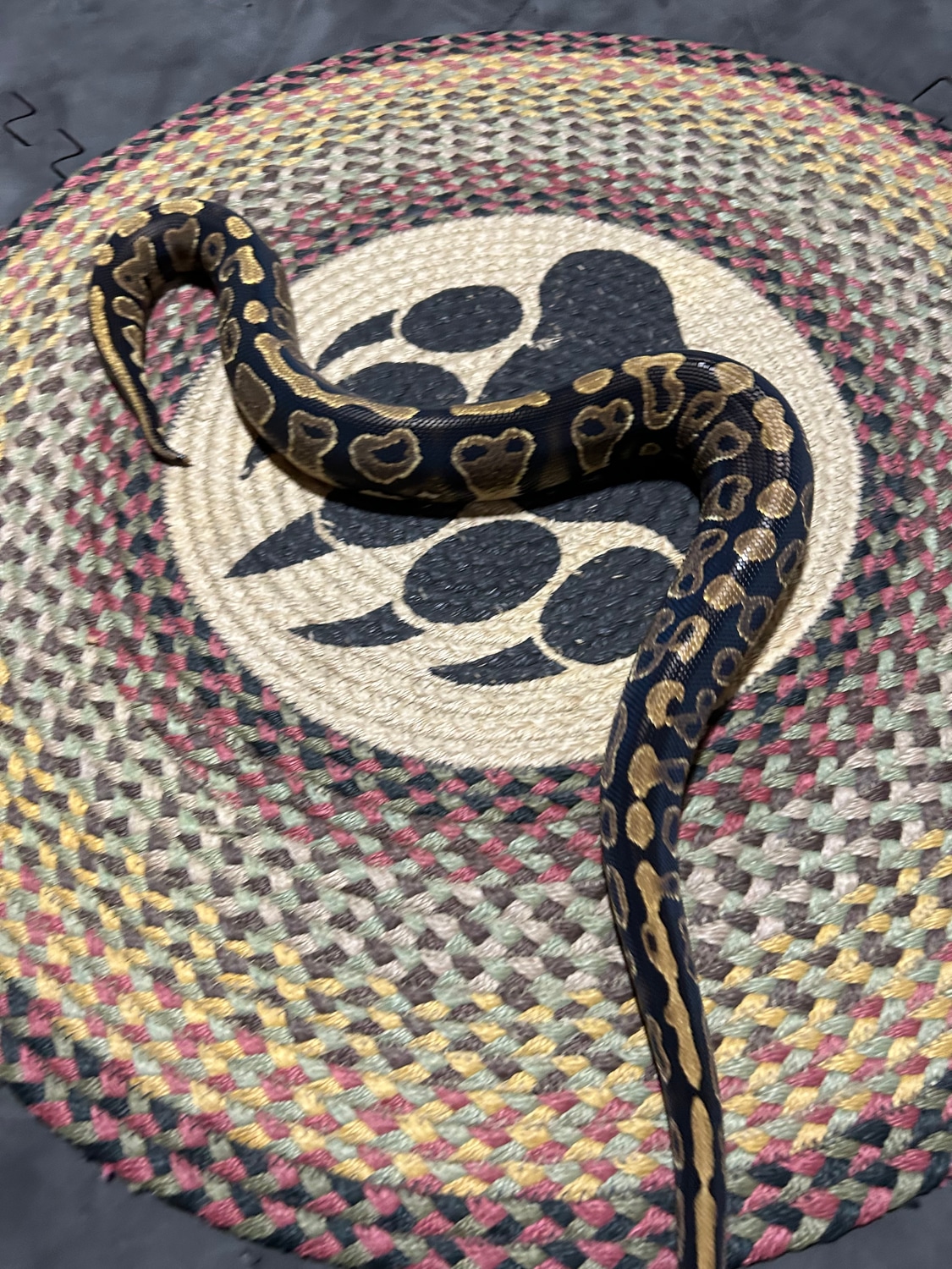 Asphalt Ball Python by GhostKnife Ball Pythons - MorphMarket