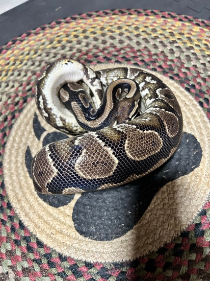 Yellow Belly Het Pied Ball Python by GhostKnife Ball Pythons
