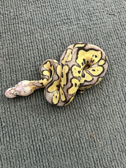 Killer Clown 50% Het Pied Ball Python by GhostKnife Ball Pythons