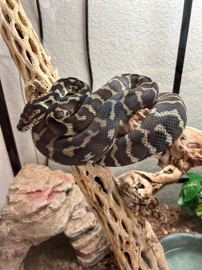 Jungle Carpet Python by GhostKnife Ball Pythons