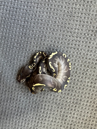 GHI Mojave Pos YB Ball Python by GhostKnife Ball Pythons