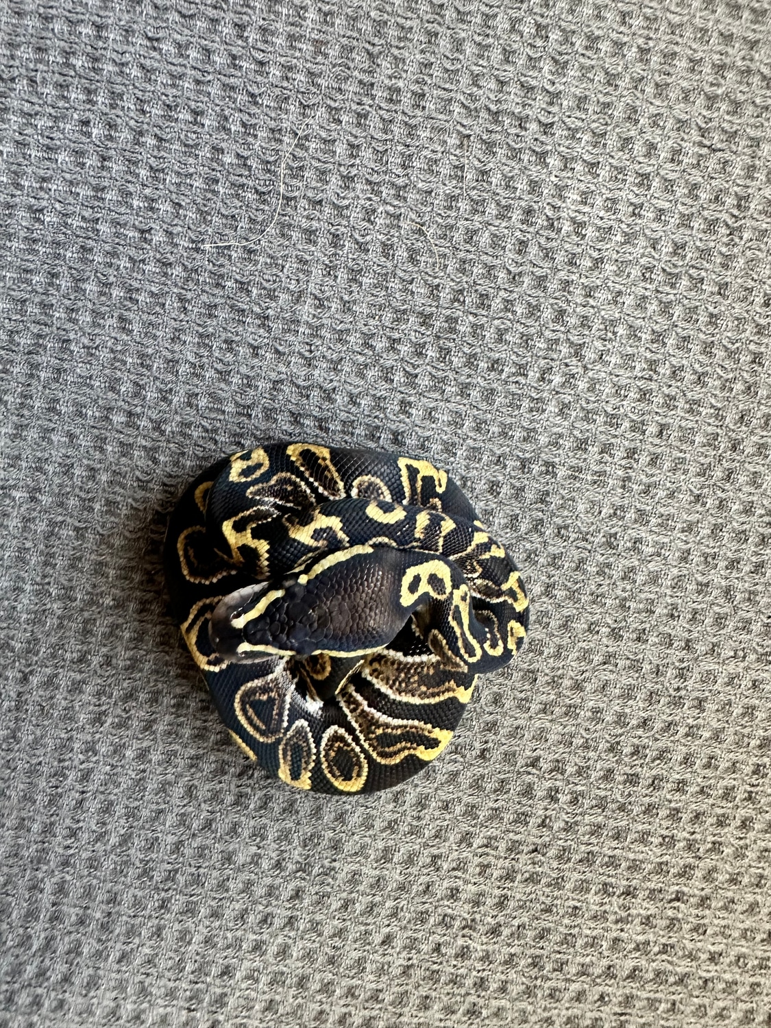 GHI Pos YB Ball Python by GhostKnife Ball Pythons - MorphMarket