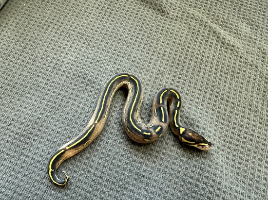 Freeway 50% Het Pied No Eyes Ball Python by GhostKnife Ball Pythons