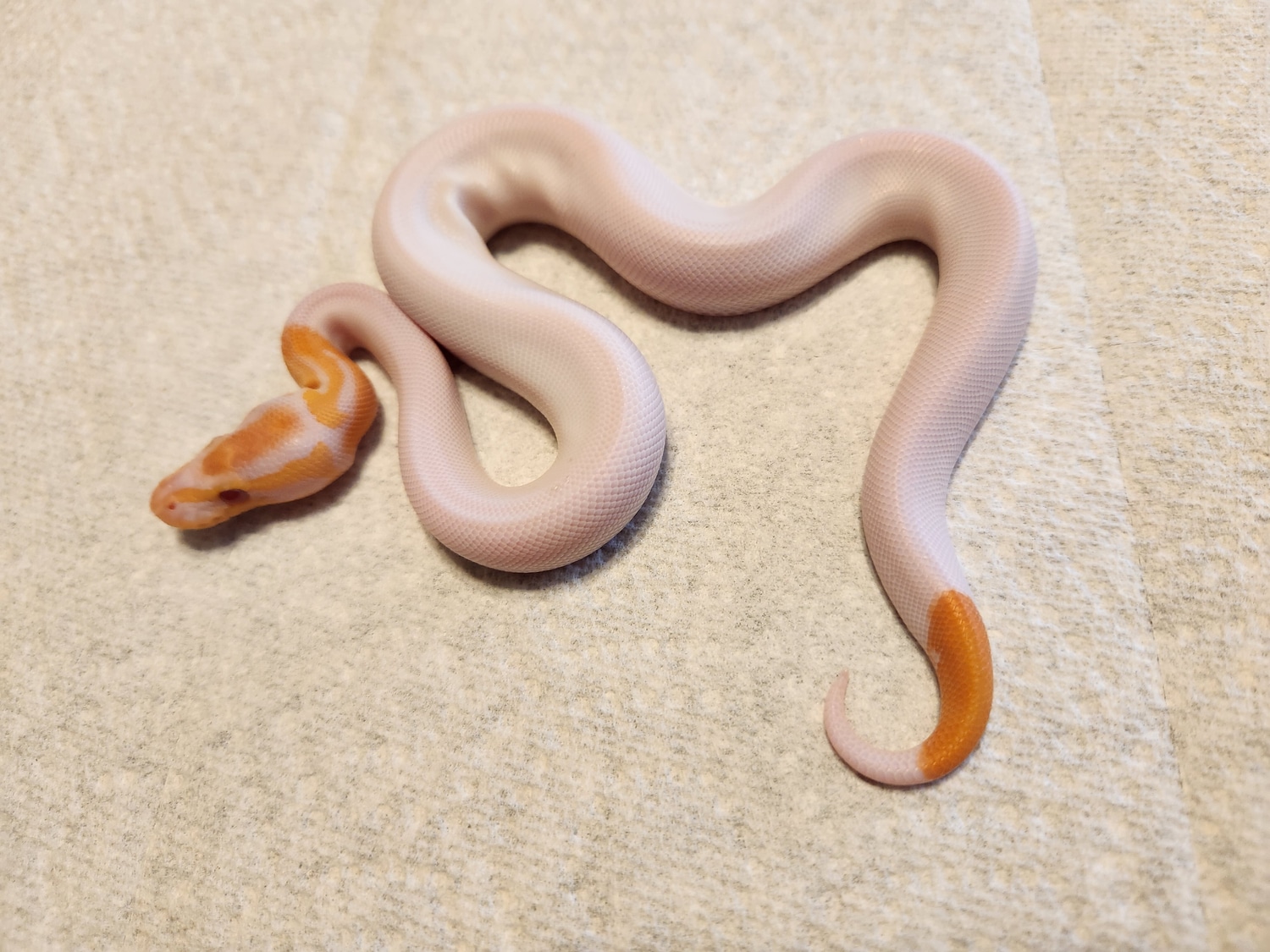 SALE! Black Head Red Gene Dreamsicle Ball Python by Reptiles & Real ...