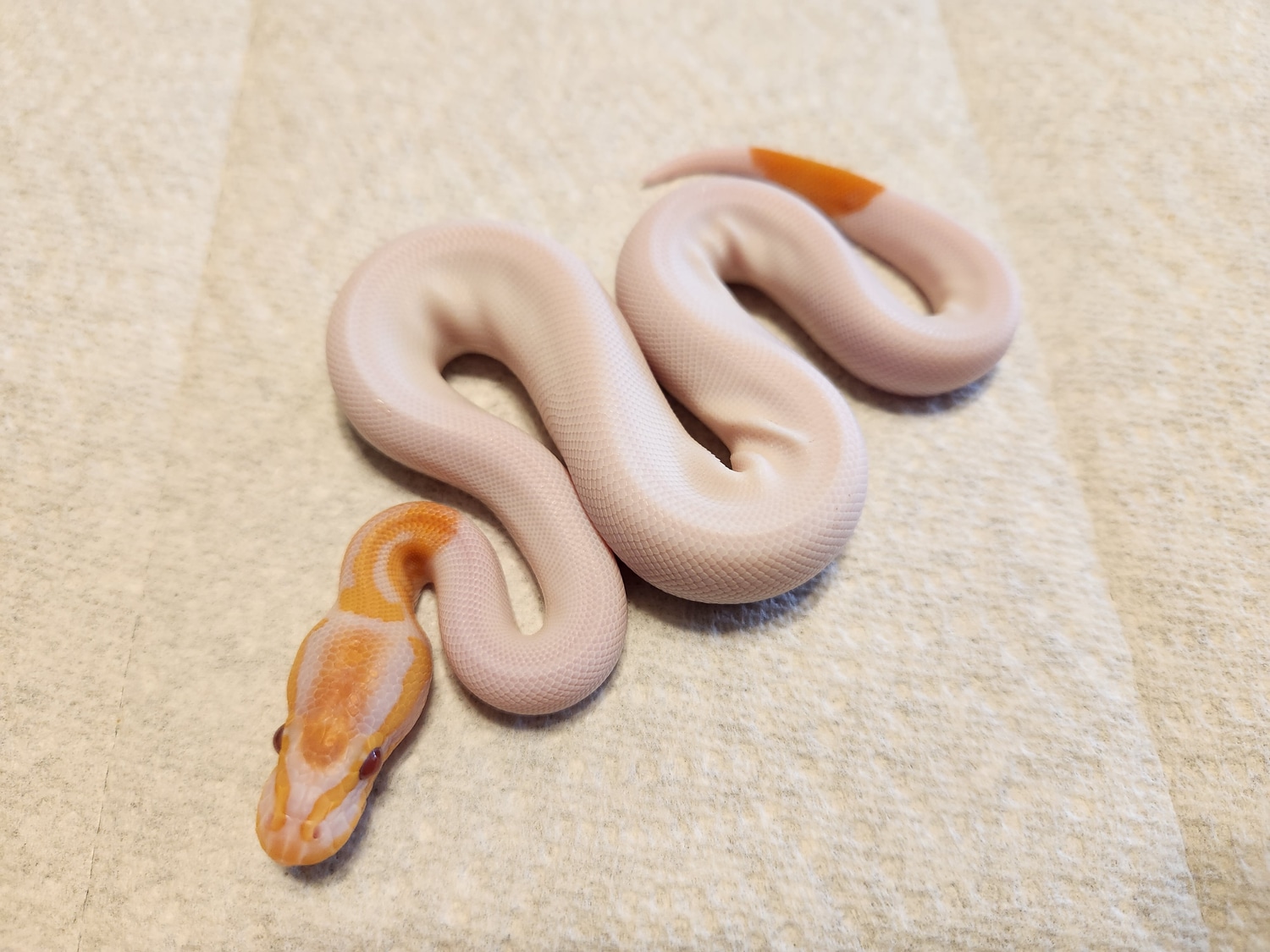 SALE! Black Head Red Gene Dreamsicle Ball Python by Reptiles & Real ...