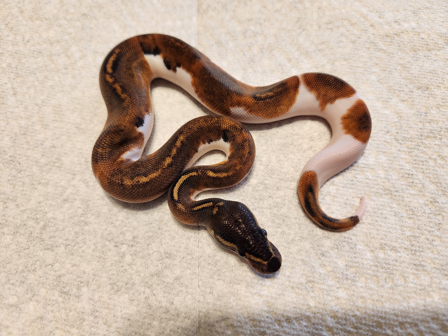 Black Head Pied 100% Het Lavender Albino Ball Python by Reptiles & Real Estate - MorphMarket