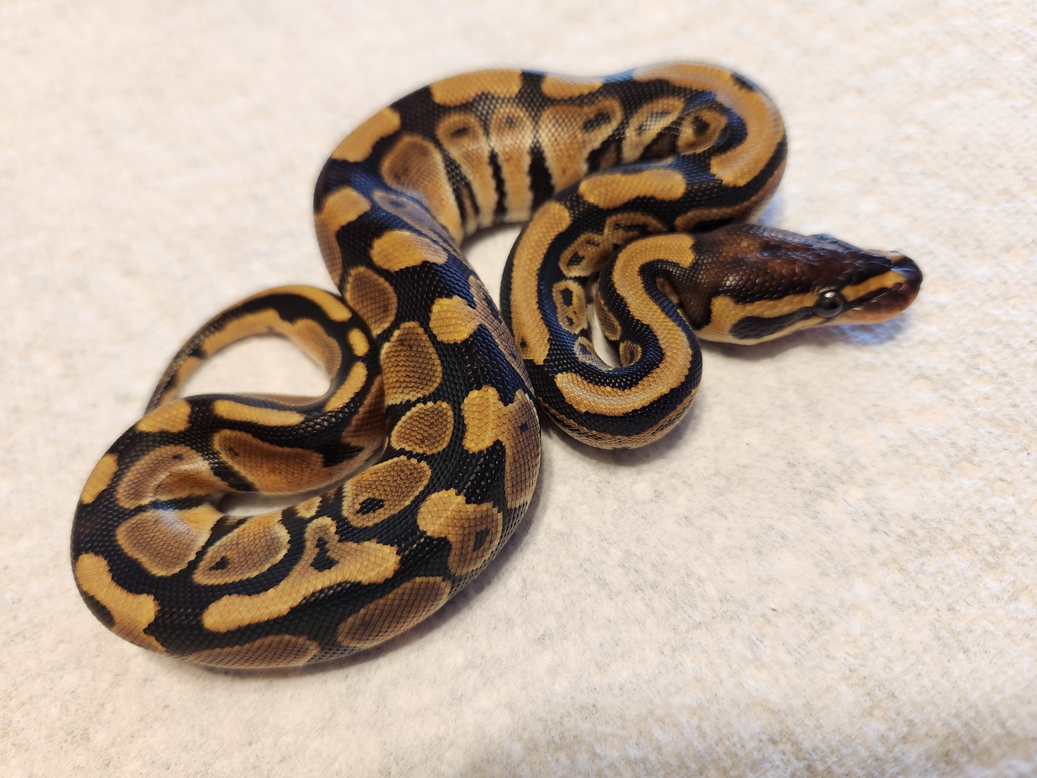 100 % Double Het Dreamsicle! Ball Python by Reptiles & Real Estate ...