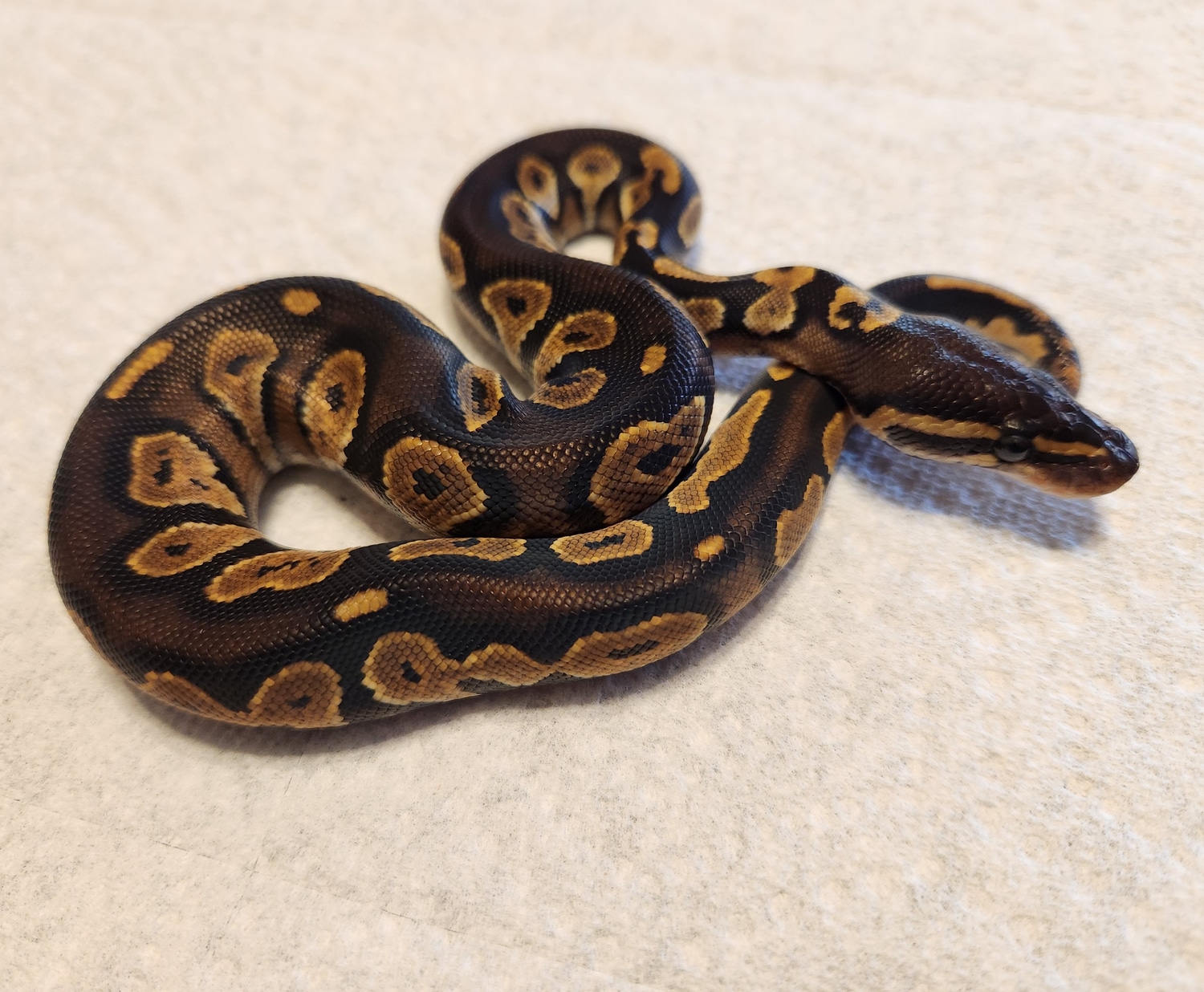 SALE! Black Head Red Gene 💯 % Double Het Dreamsicle Ball Python by ...