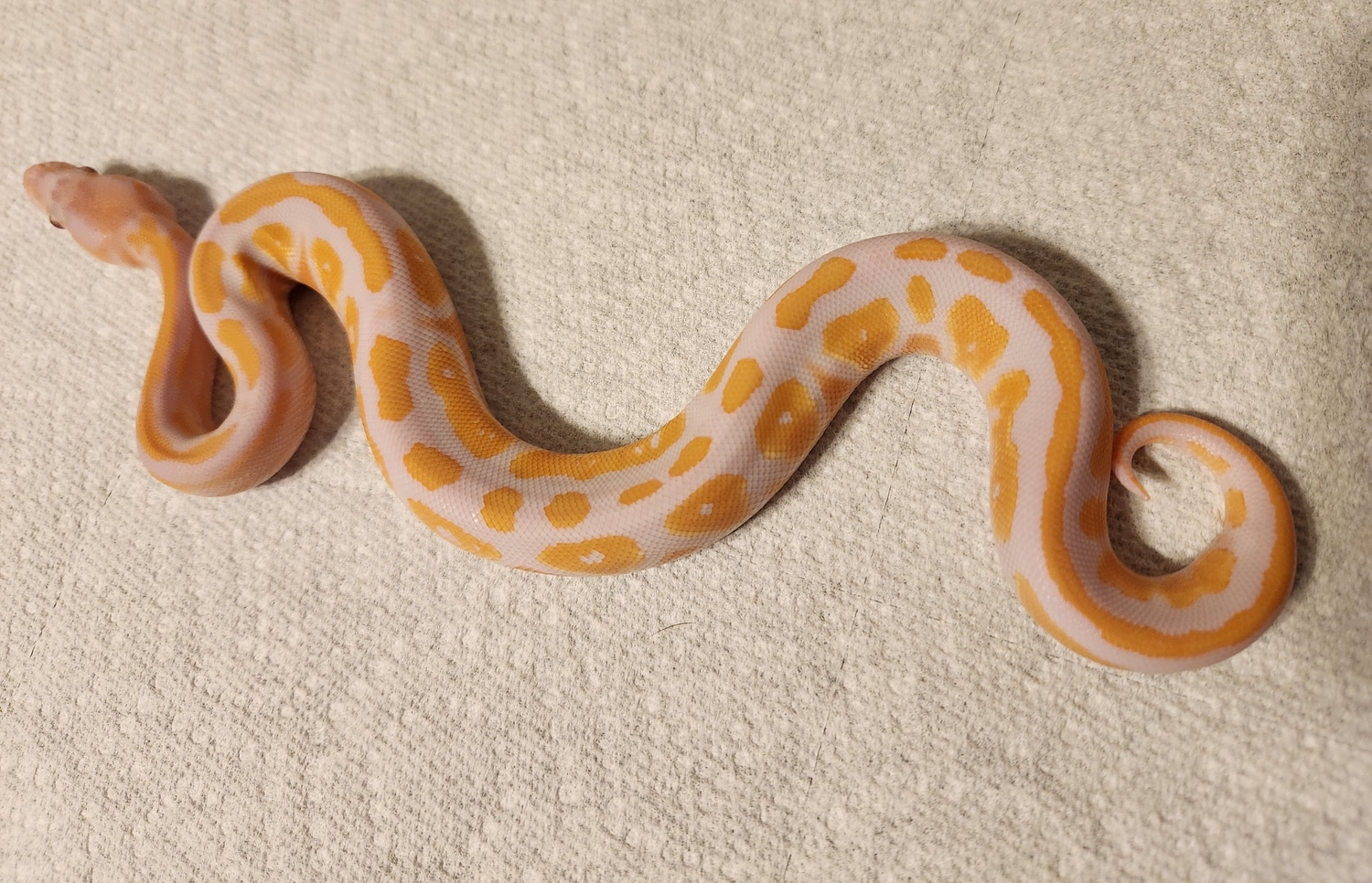 SALE! Black Head Red Gene Lavender Albino 💯 % Het Pied Ball Python by ...