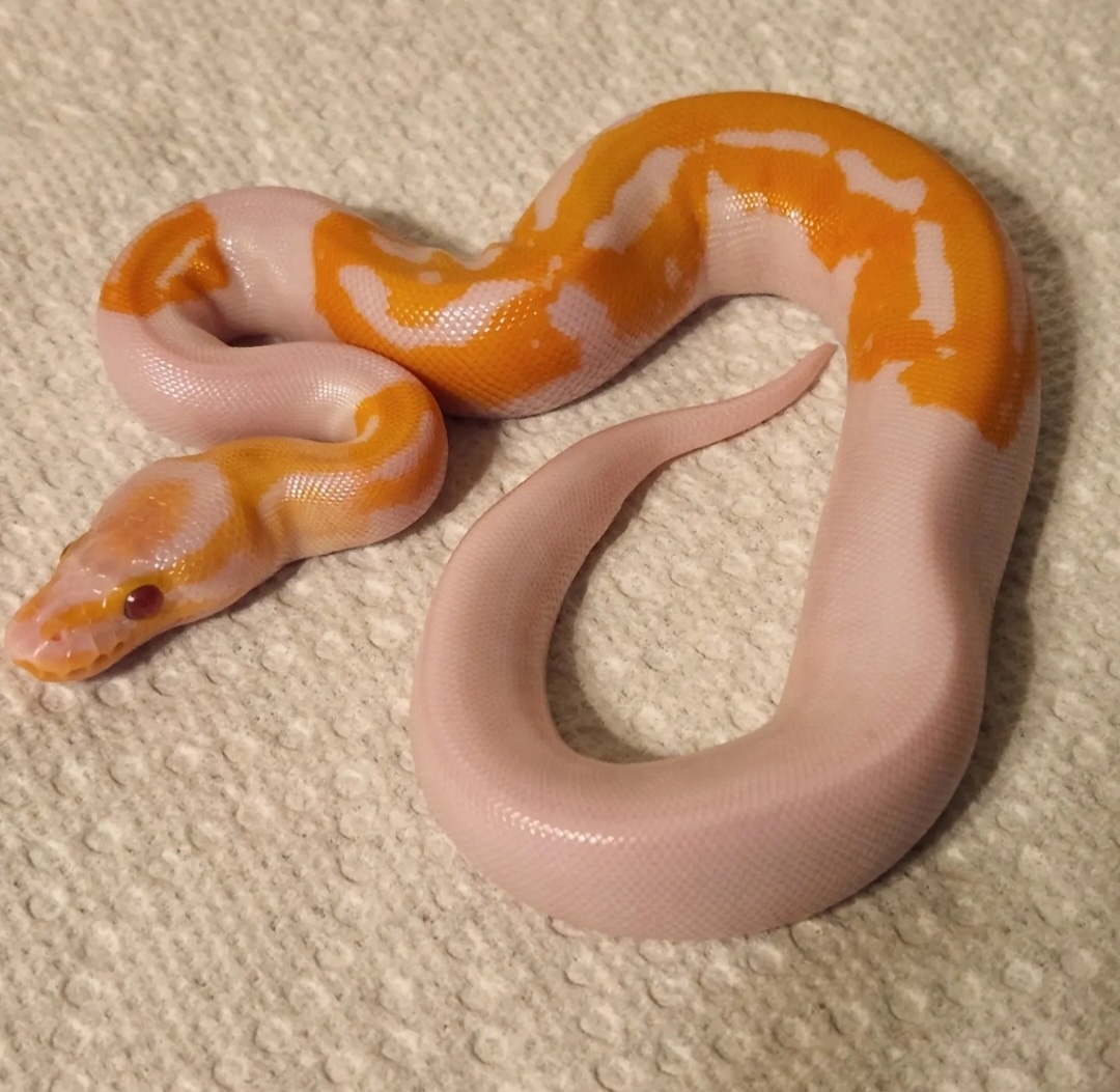 SALE! Yellow Belly Dreamsicle! Free Shipping! Ball Python by Reptiles ...