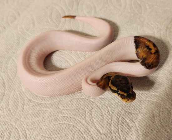 Sale! Black Head Red Gene Pied 💯 % Het Lavender Albino Ball Python by ...