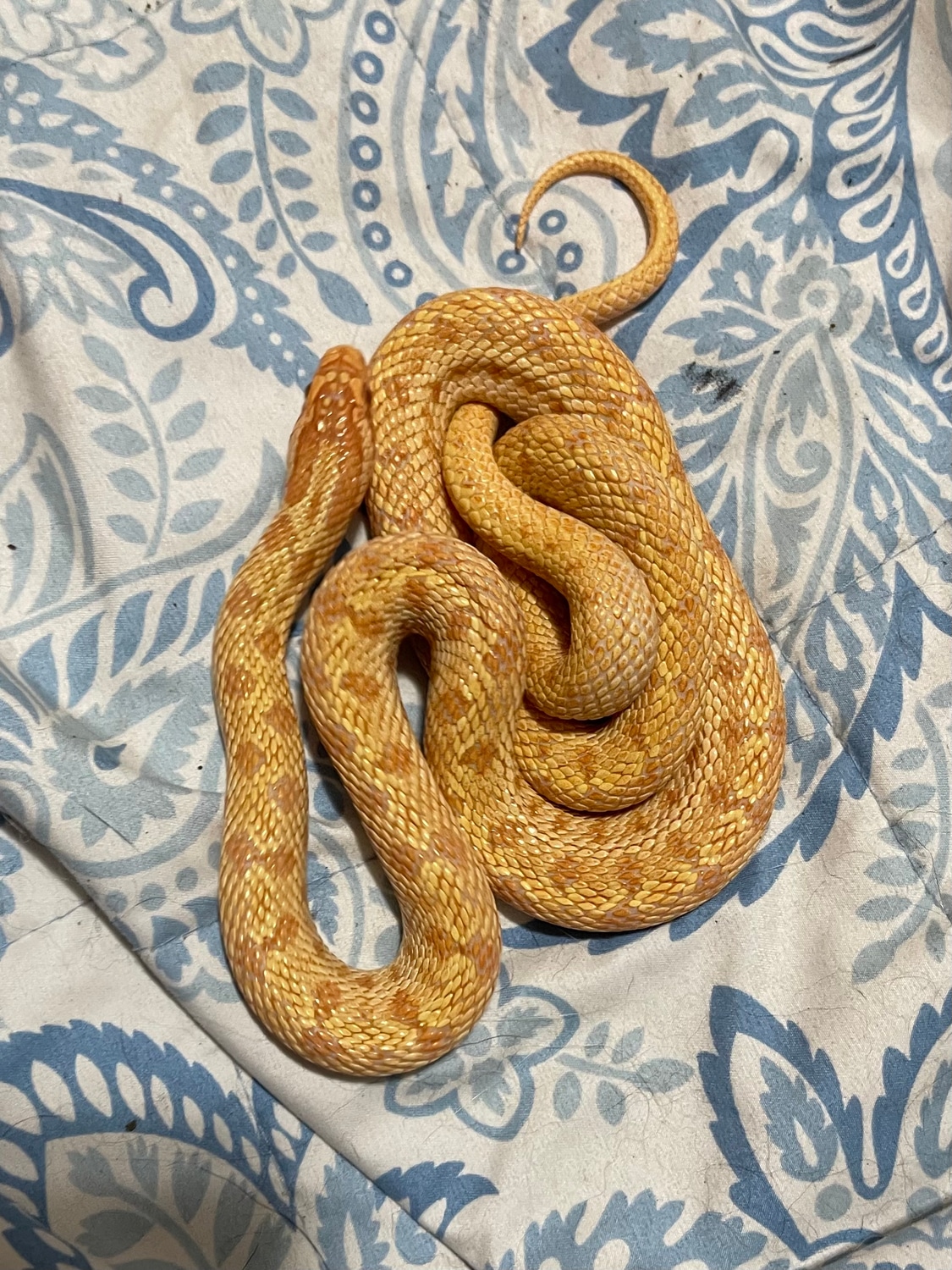 Breeding Pair Albino Steppe (Dione) Rat Snakes Other Rat Snake by ...