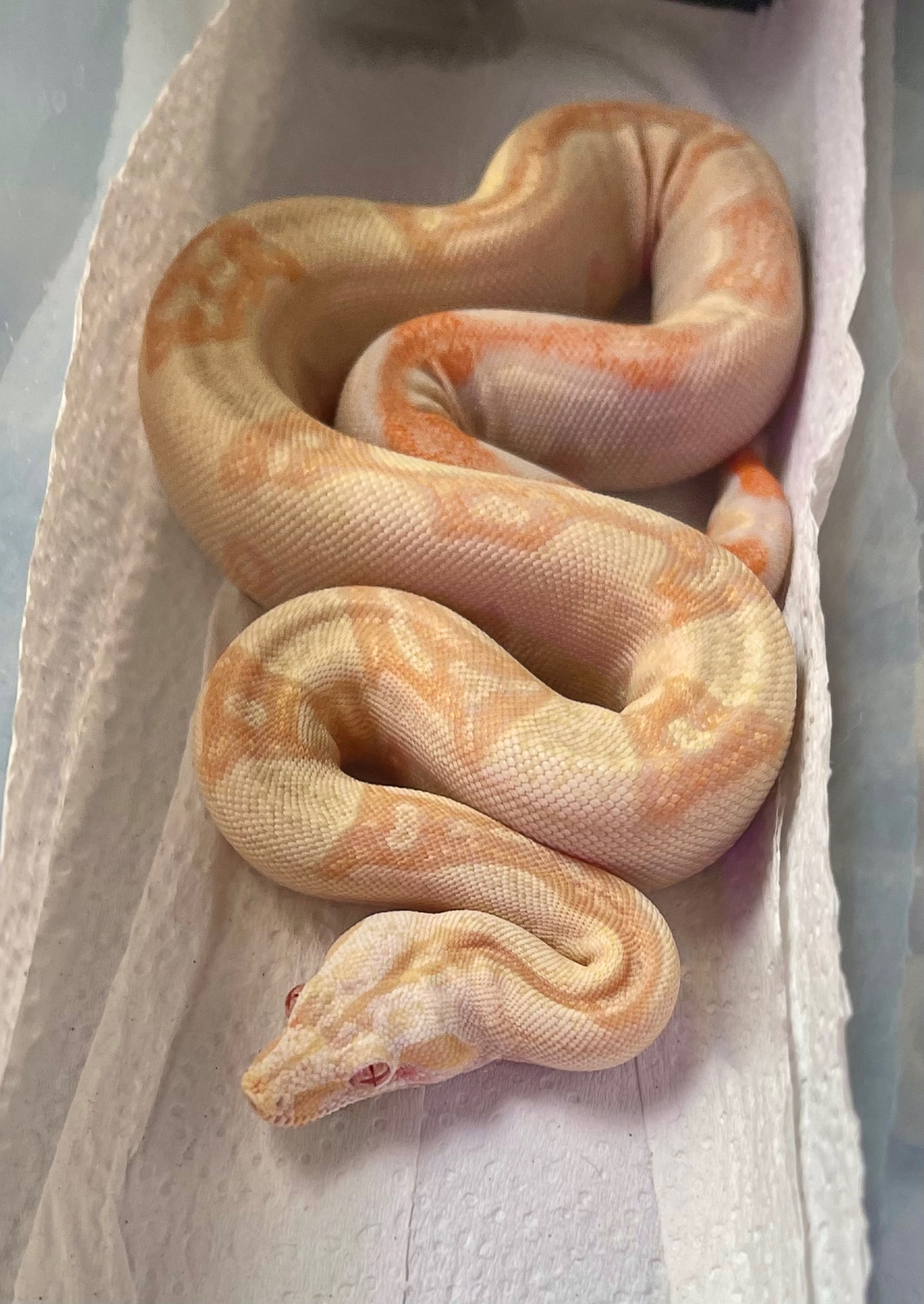 $500 OFF!! SNOW LEOPARD MAKER (Male Albino 100% Het Anery 1 And Leopard ...